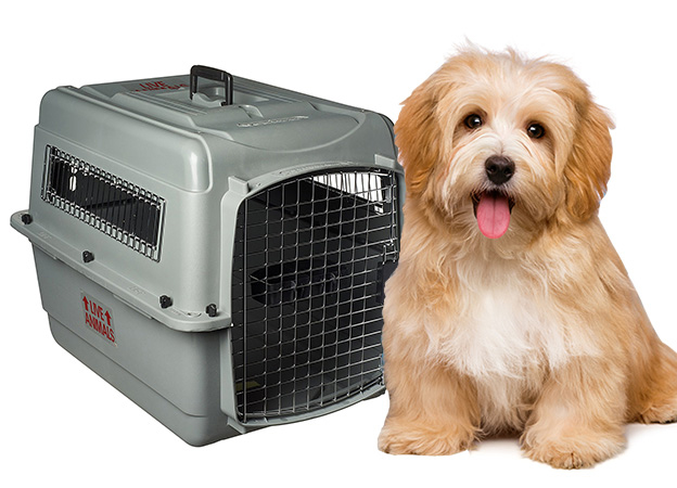 4 Mesures Pour Choisir Une Cage - TRANSANIMAL